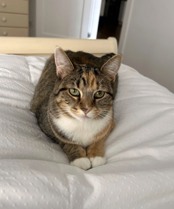 Runaway kitty: Kindness of locals reunites cat and owner | News, Sports ...